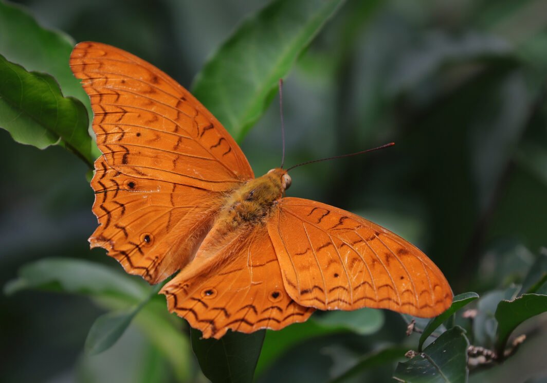 The Cruiser (Vindula dejone) - Bali Wildlife