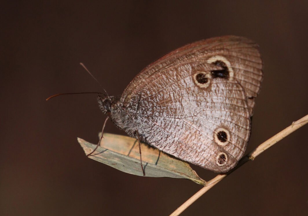 The Common Three-Ring (Ypthima pandocus) - Bali Wildlife