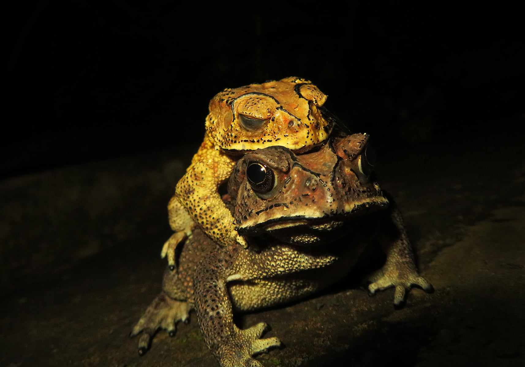 Asian Black Spined Toad (Bufo melanostictus) - Bali Wildlife