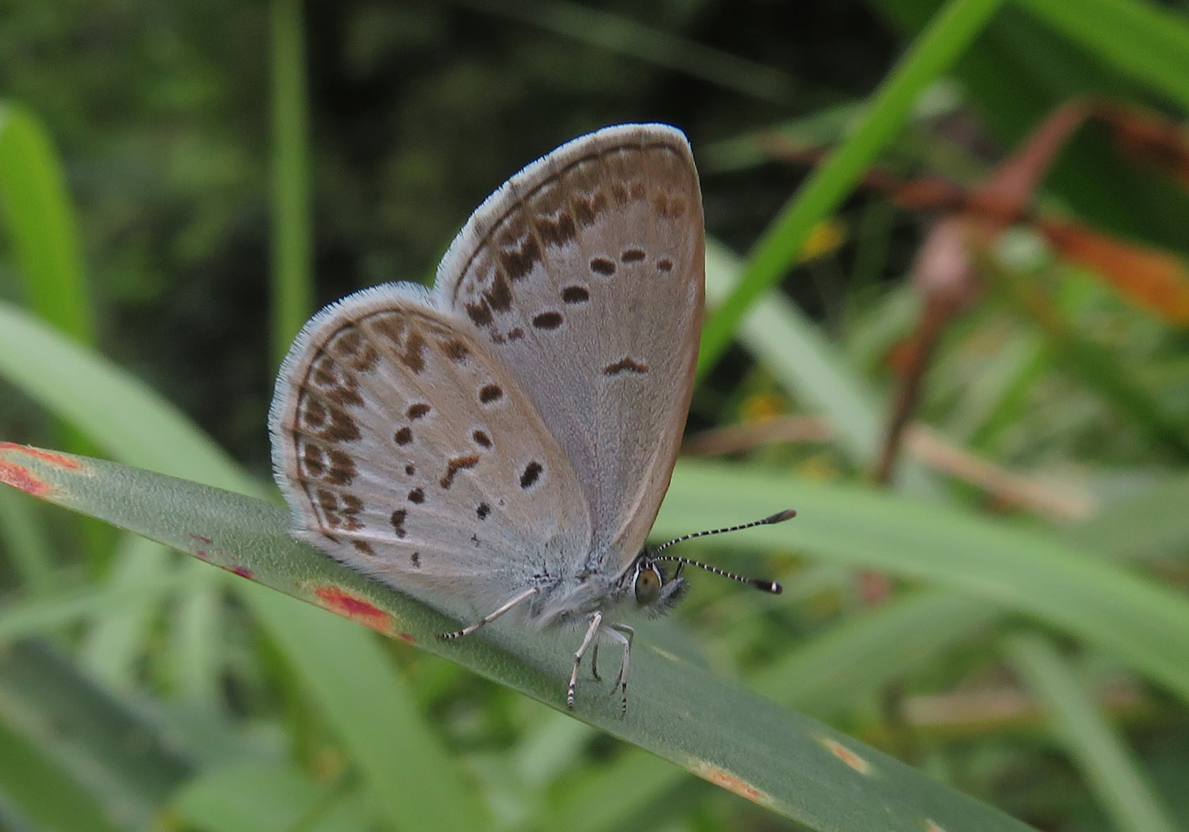 The Lesser Grass Blue (Zizina otis) - Bali Wildlife