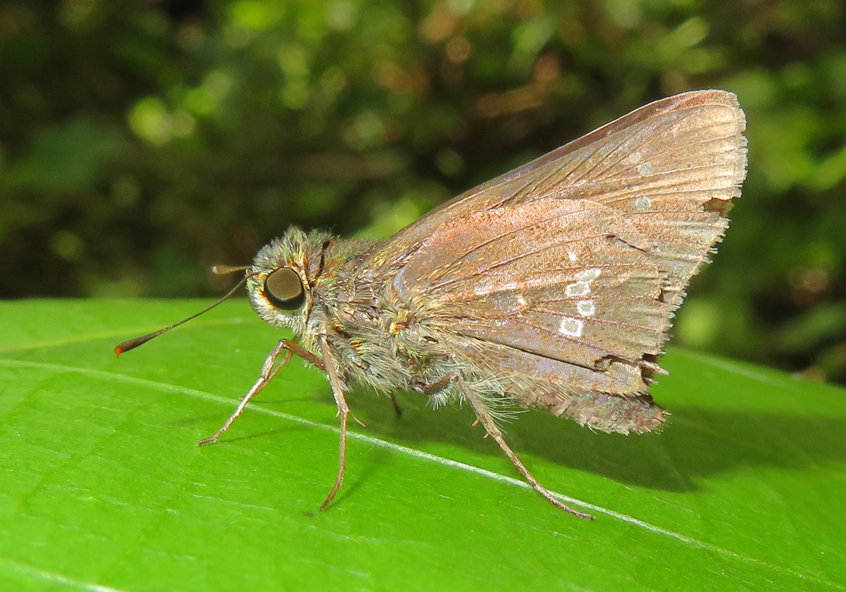 The Great Swift (Pelopidas assamensis) - Bali Wildlife
