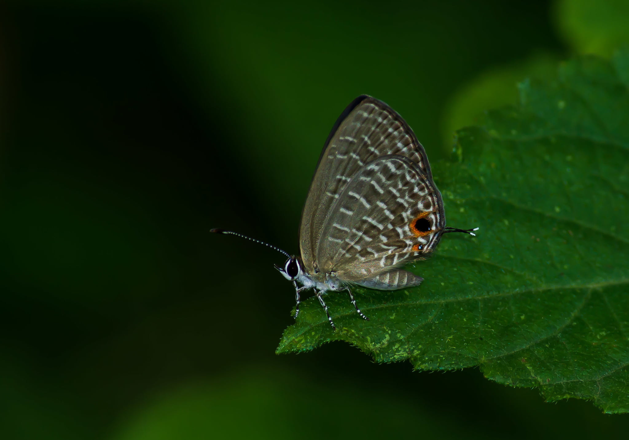 The Dark Caerulean (Jamides bochus) - Bali Wildlife