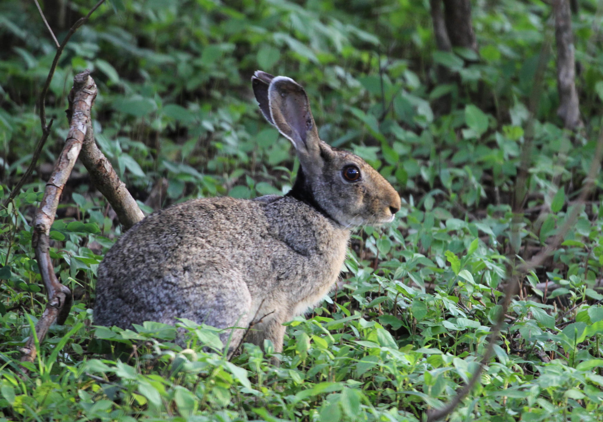 The Javan Rabbit (Lepus nigricollis) - Bali Wildlife