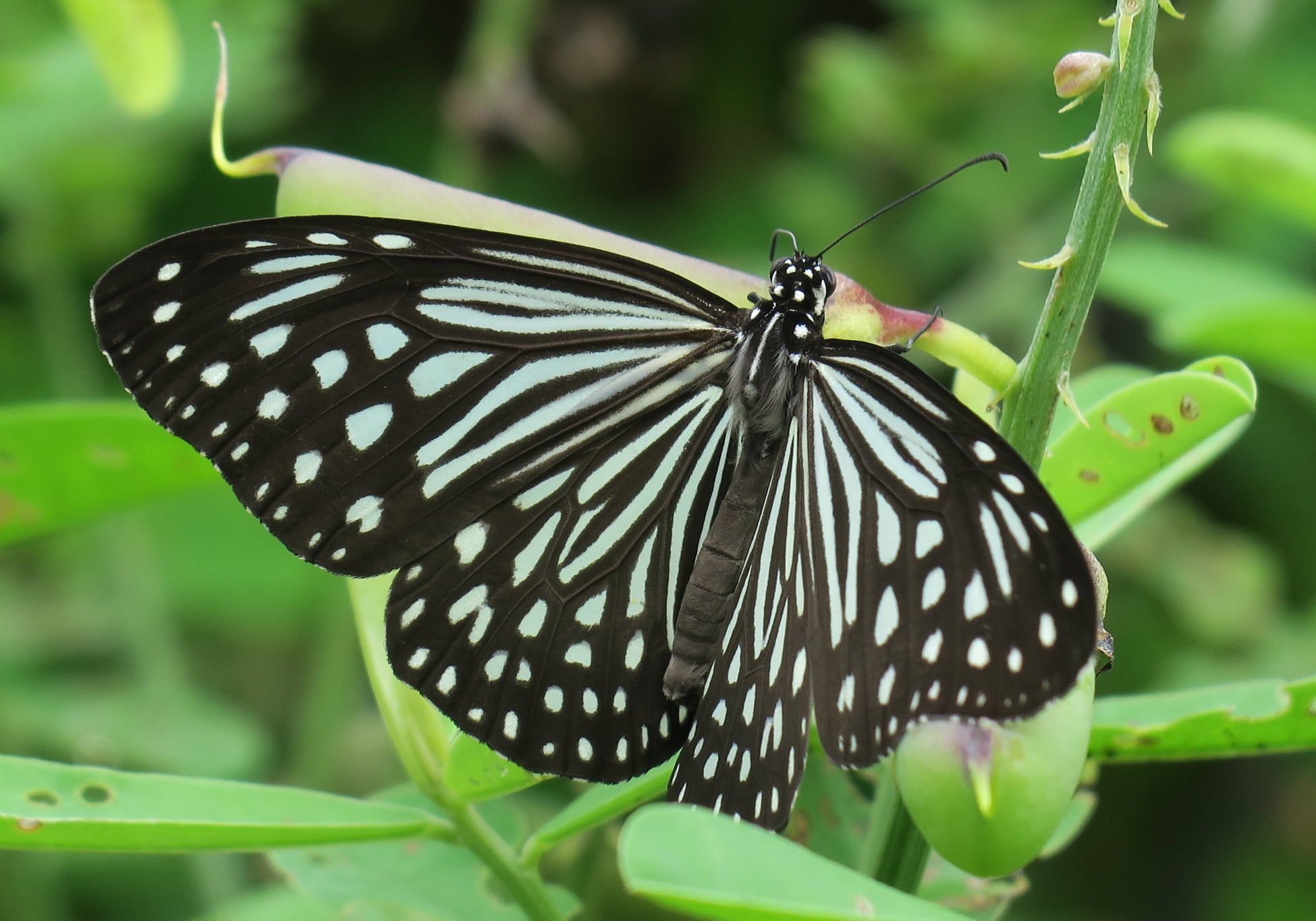 The Dark Glassy Tiger (Parantica agleoides) - Bali Wildlife