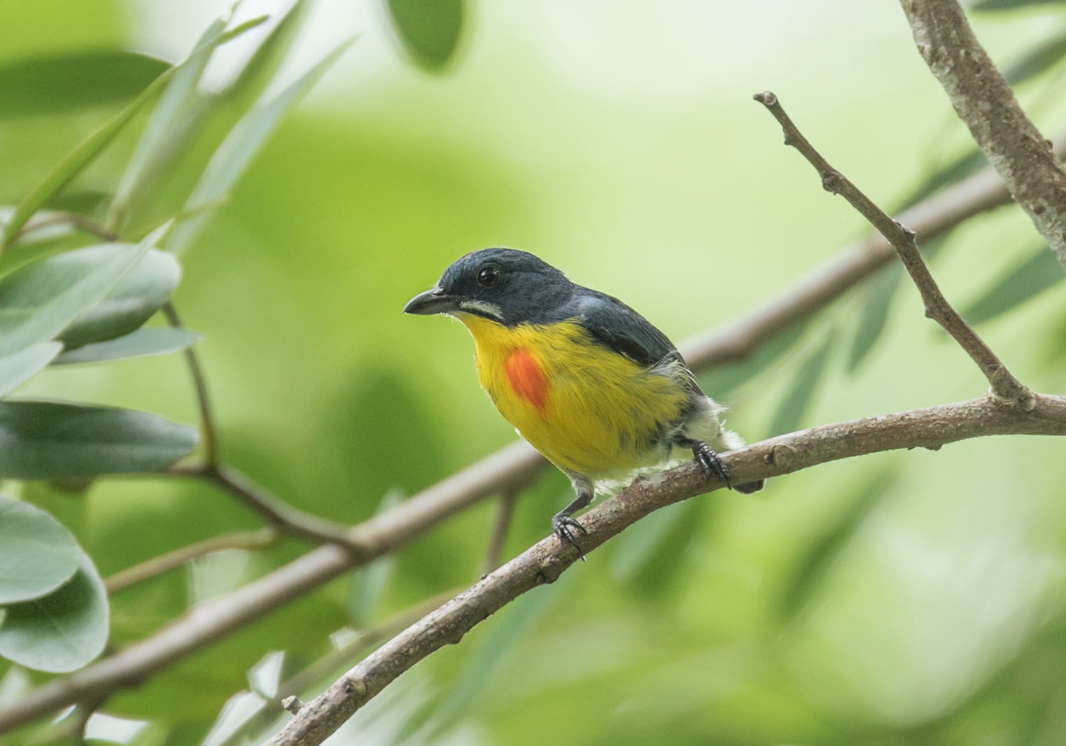 Burung Cabe Punggung Biru (Prionochilus percussus) - Bali Wildlife