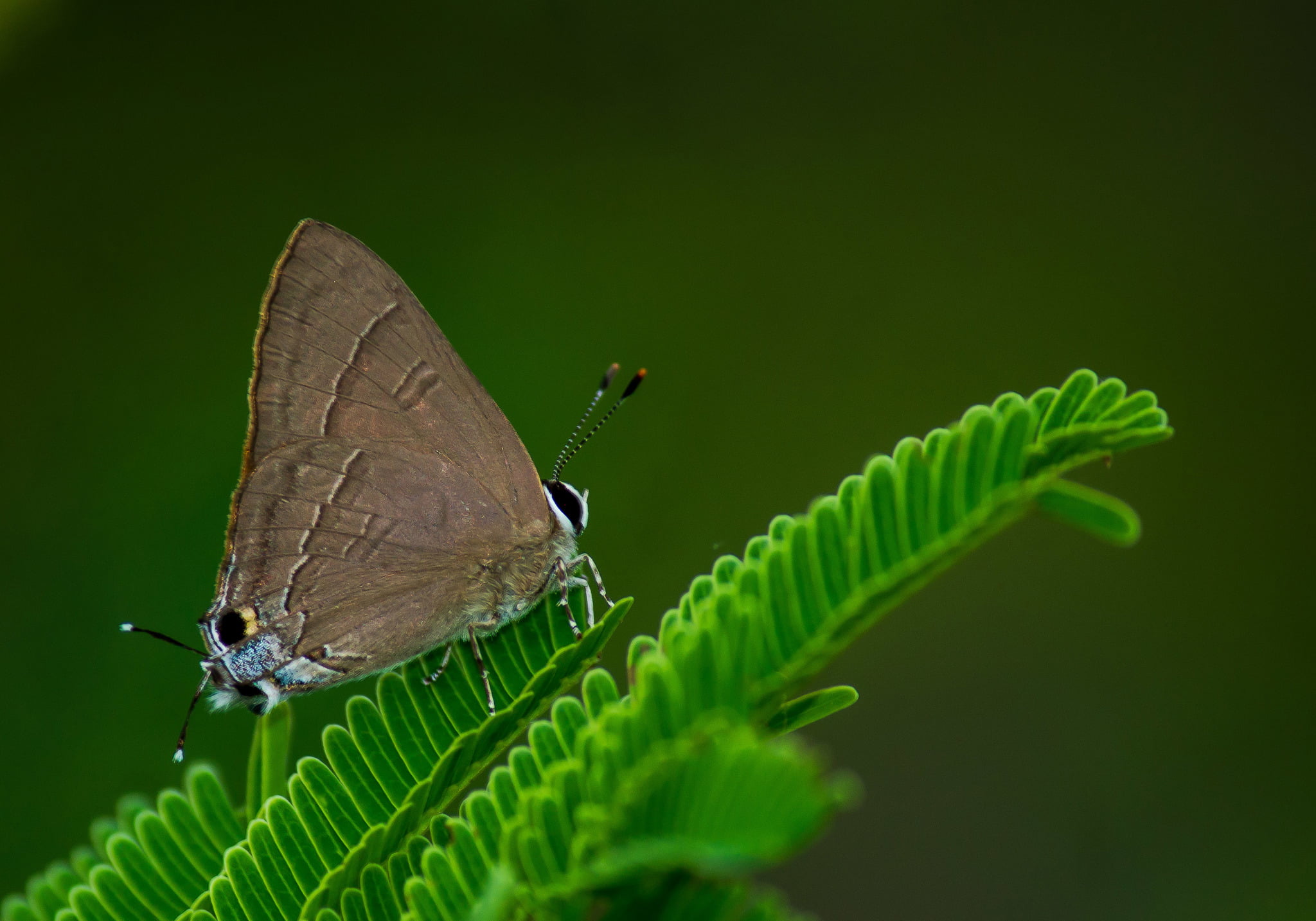 The Common Red Flash (Rapala iarbus) - Bali Wildlife