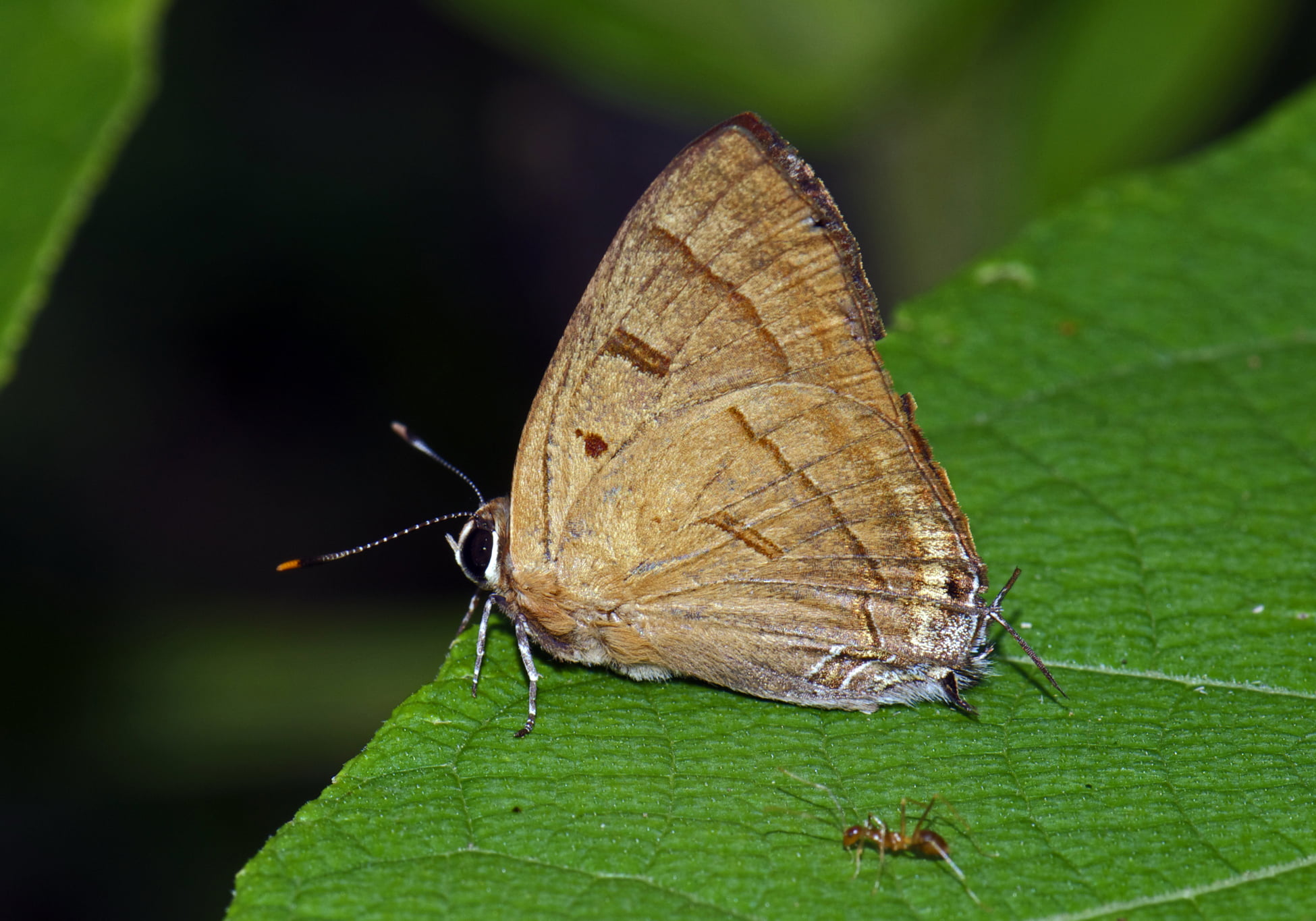 The Copper Flash (Rapala pheretima) - Bali Wildlife