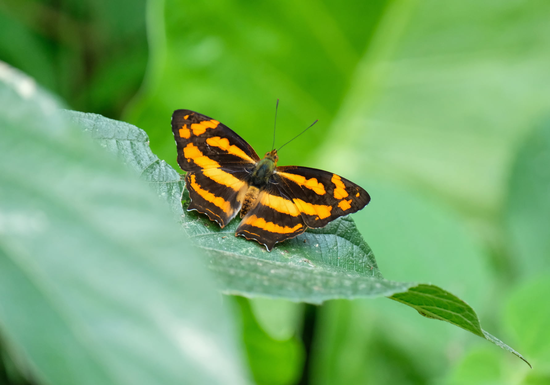 The Common Jester (Symbrenthia lilaea) - Bali Wildlife