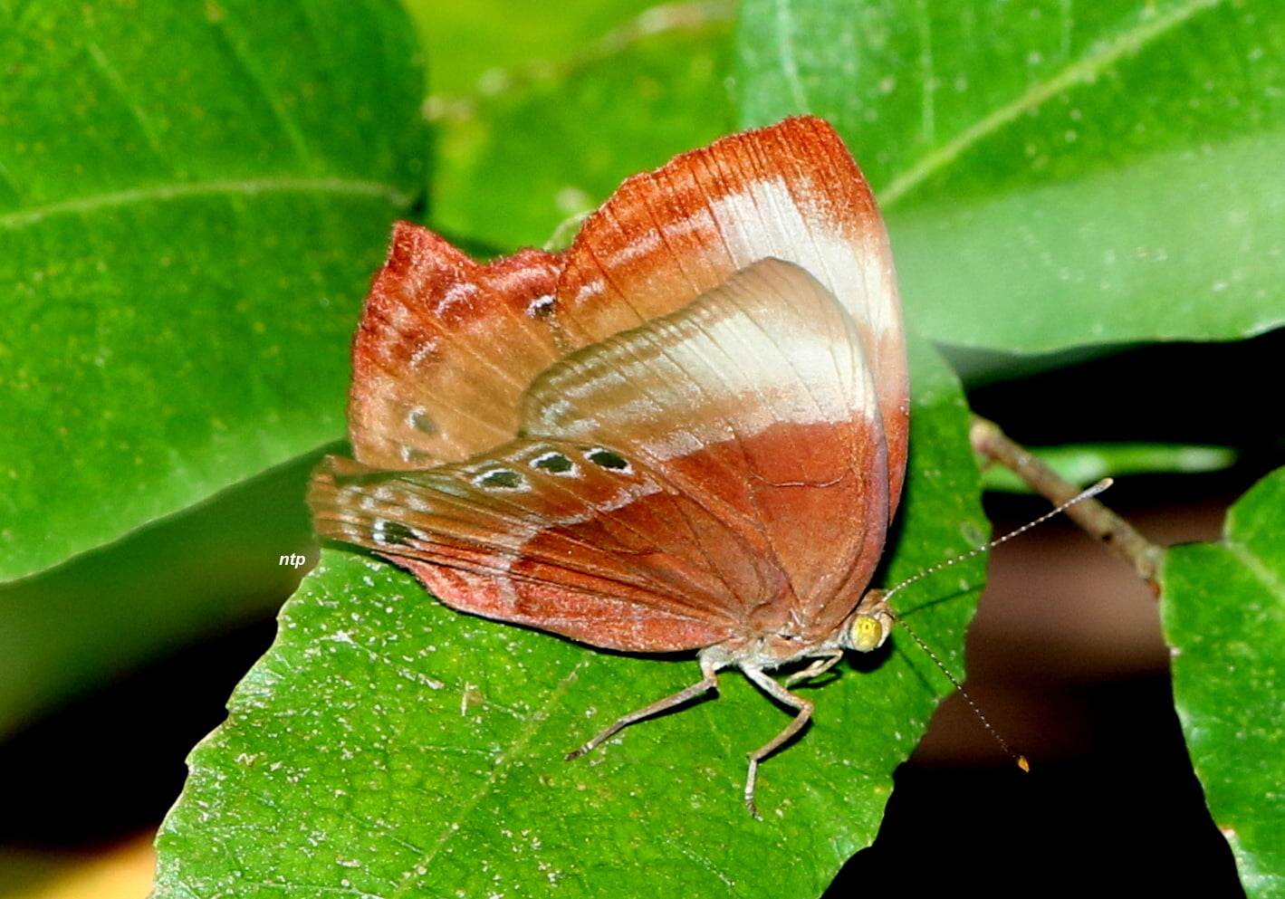 The Spotted Judy (Abisara geza) - Bali Wildlife