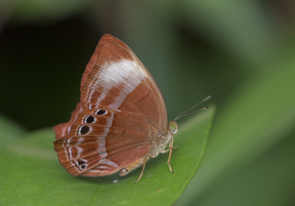The Malayan Plum Judy (Abisara saturata) - Bali Wildlife