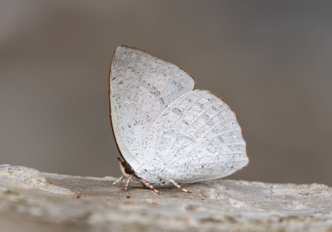 The Malayan Sunbeam (Curetis santana) - Bali Wildlife