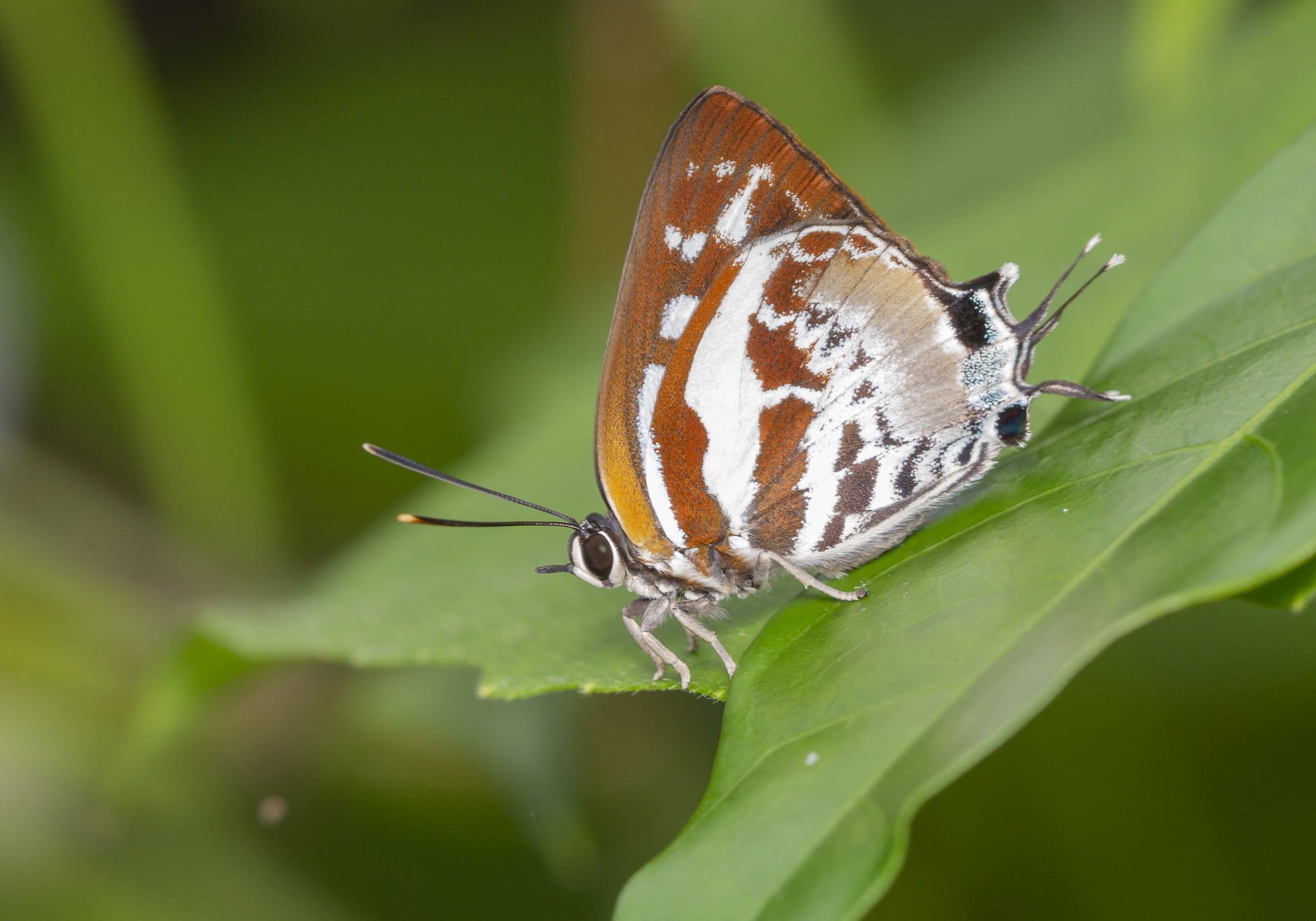 The Scarce Silverstreak (Iraota rochana) - Bali Wildlife