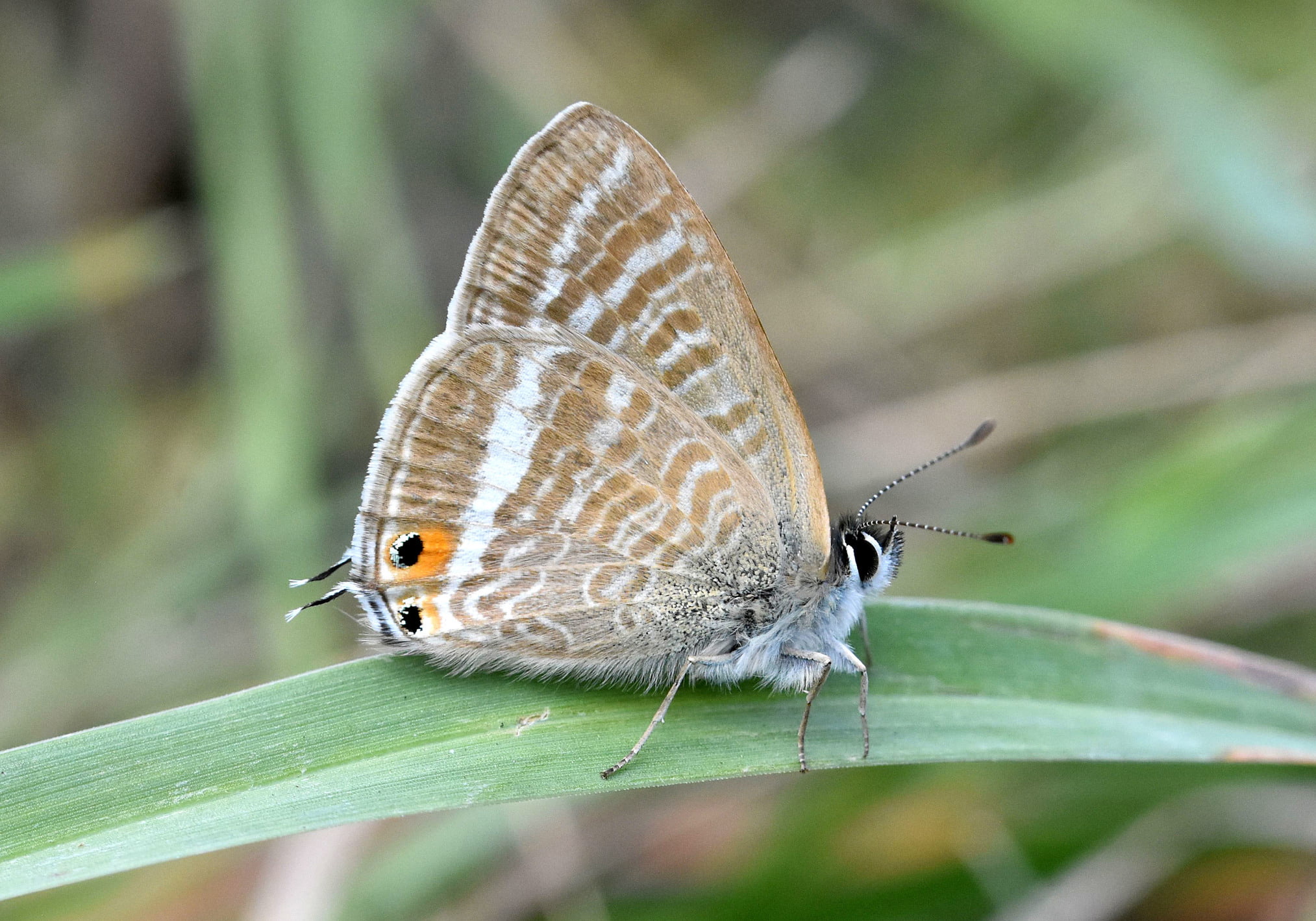 The Pea Blue (Lampides boeticus) - Bali Wildlife