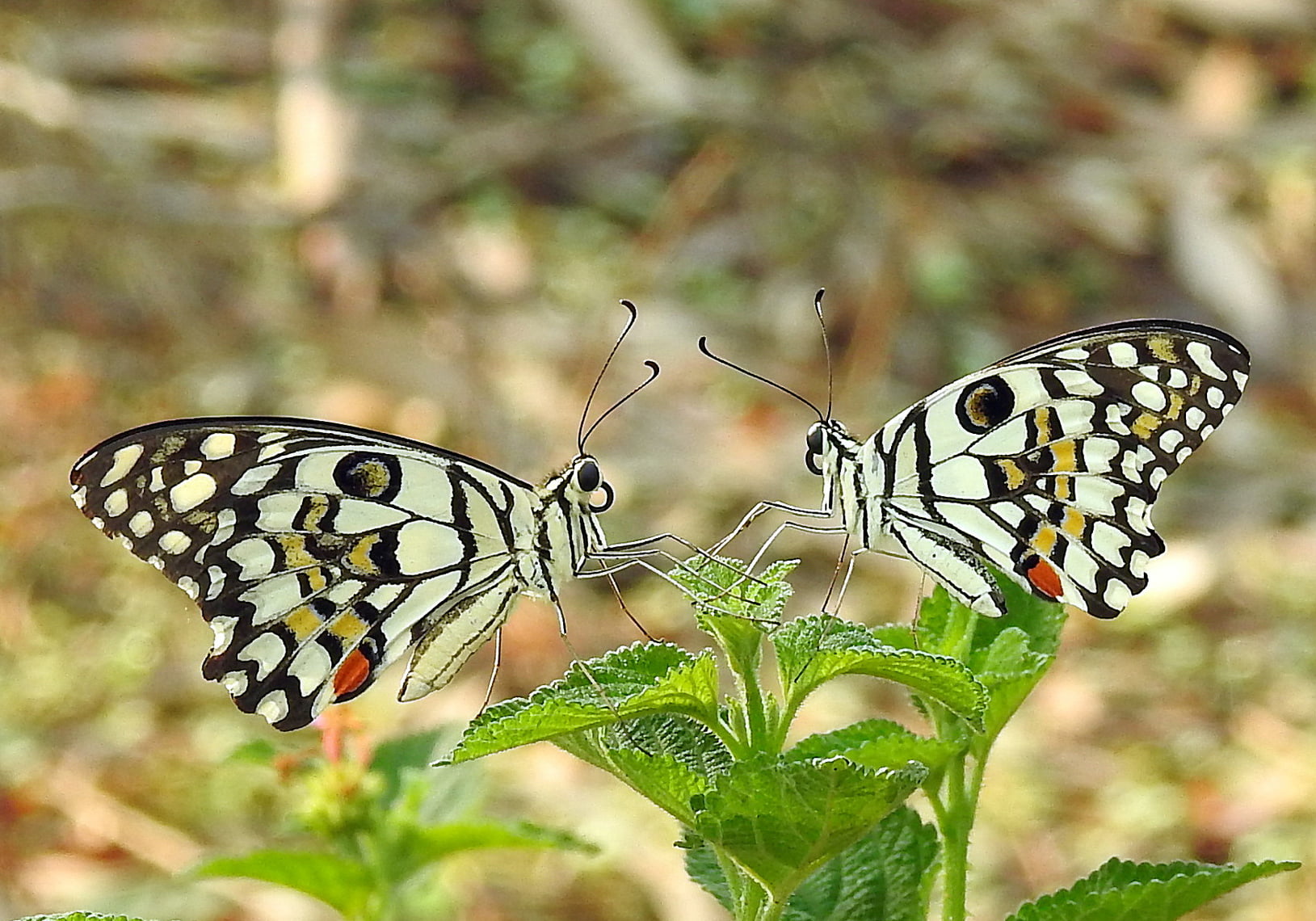The Lime Butterfly (Papilio demoleus) - Bali Wildlife