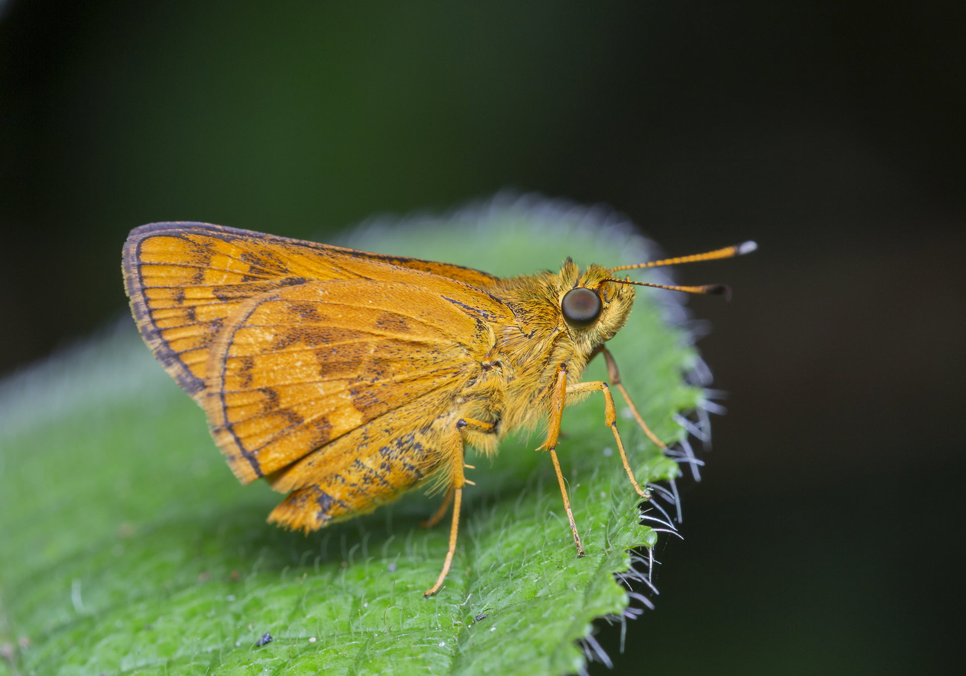 The Large Dart (Potanthus serina) - Bali Wildlife