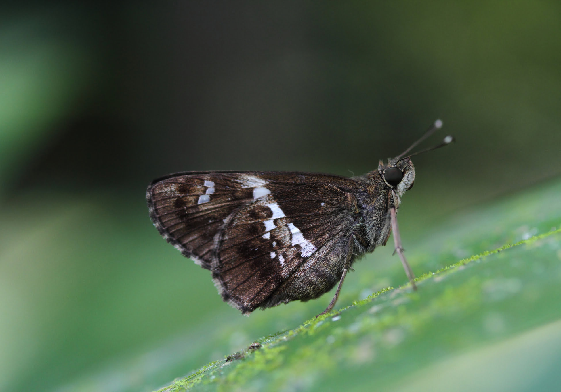 The Tree Flitter (Hyarotis adrastus) - Bali Wildlife