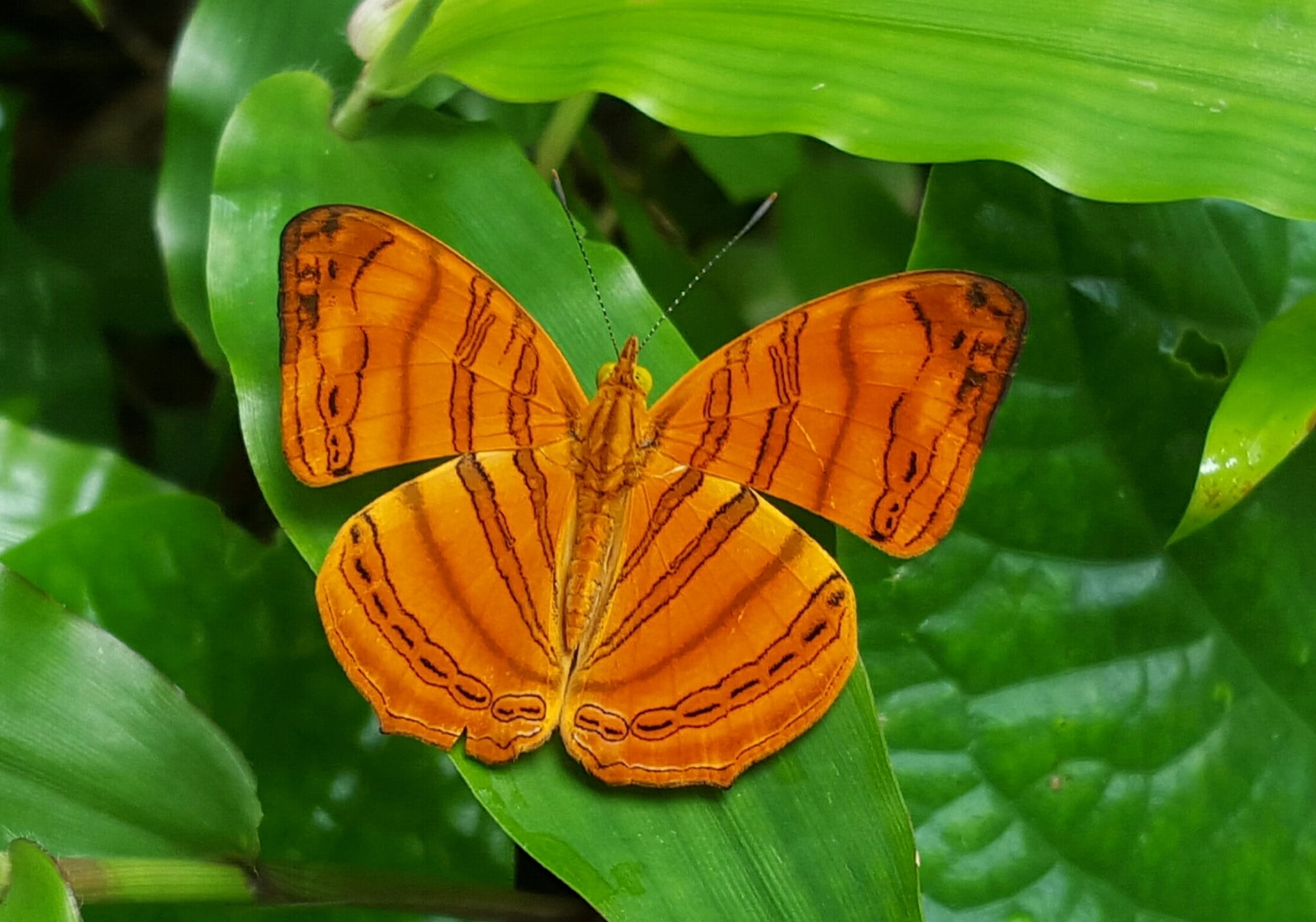 The Wavy Maplet (Chersonesia rahria) - Bali Wildlife