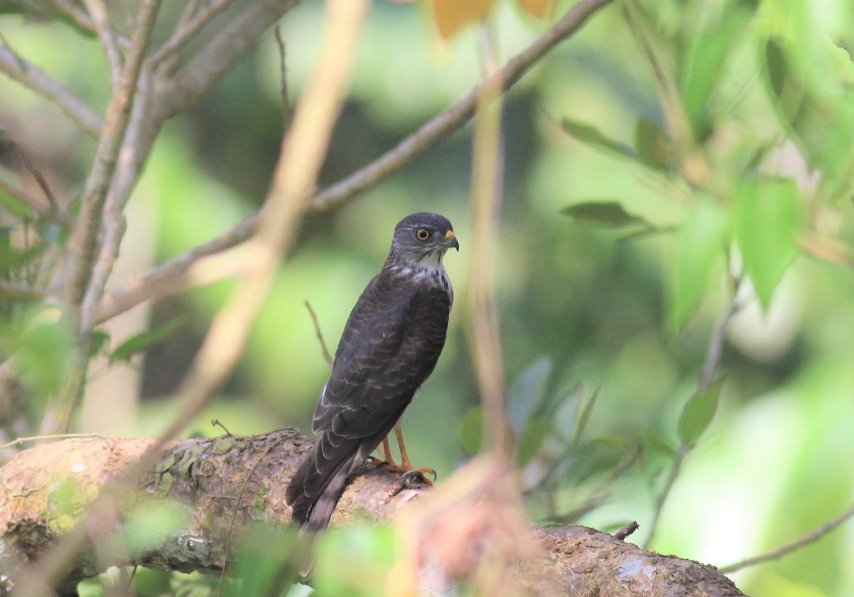 Japanese Sparrowhawk (Accipiter gularis) - Bali Wildlife