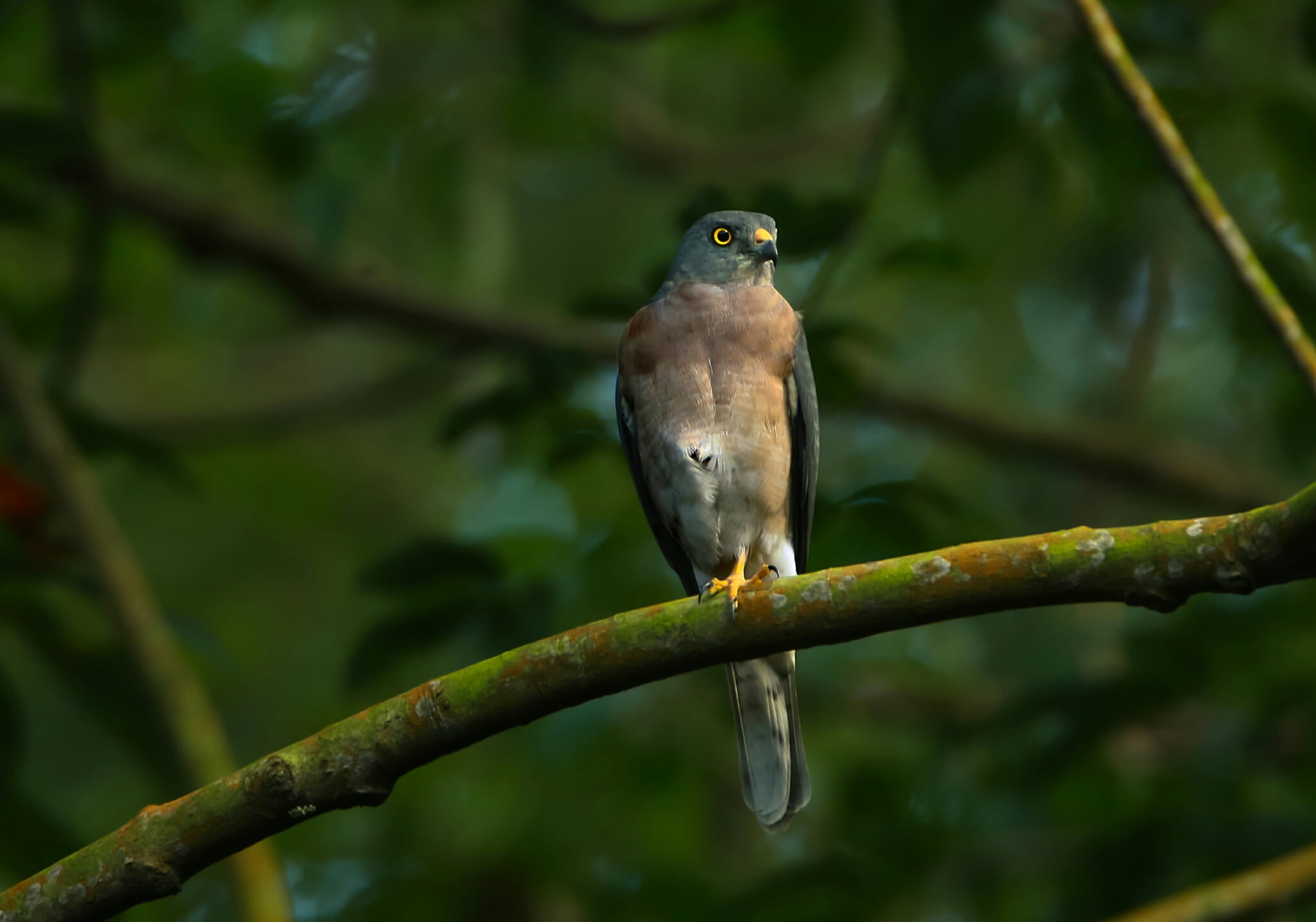 Chinese Sparrowhawk (Accipiter soloensis) - Bali Wildlife
