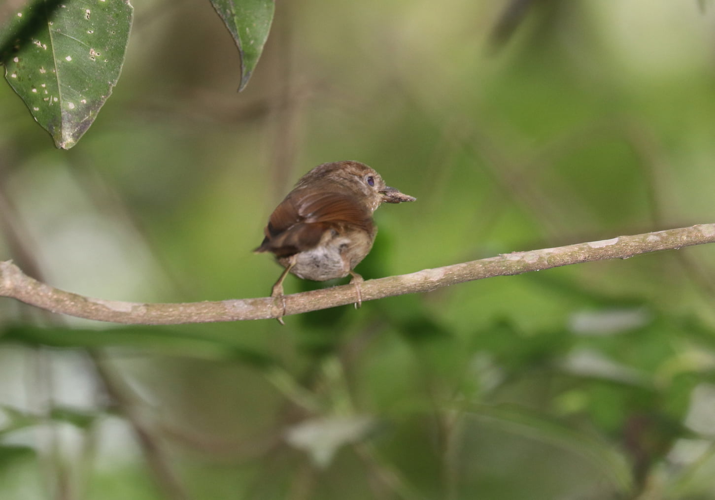 Javan Fulvetta (Alcippe pyrrhoptera) - Bali Wildlife
