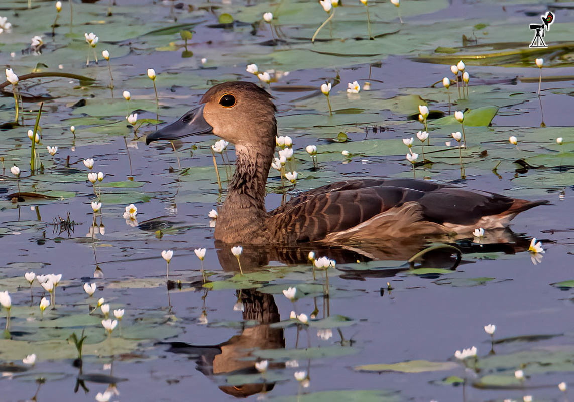 Lesser Whistling-duck (Dendrocygna javanica) - Bali Wildlife