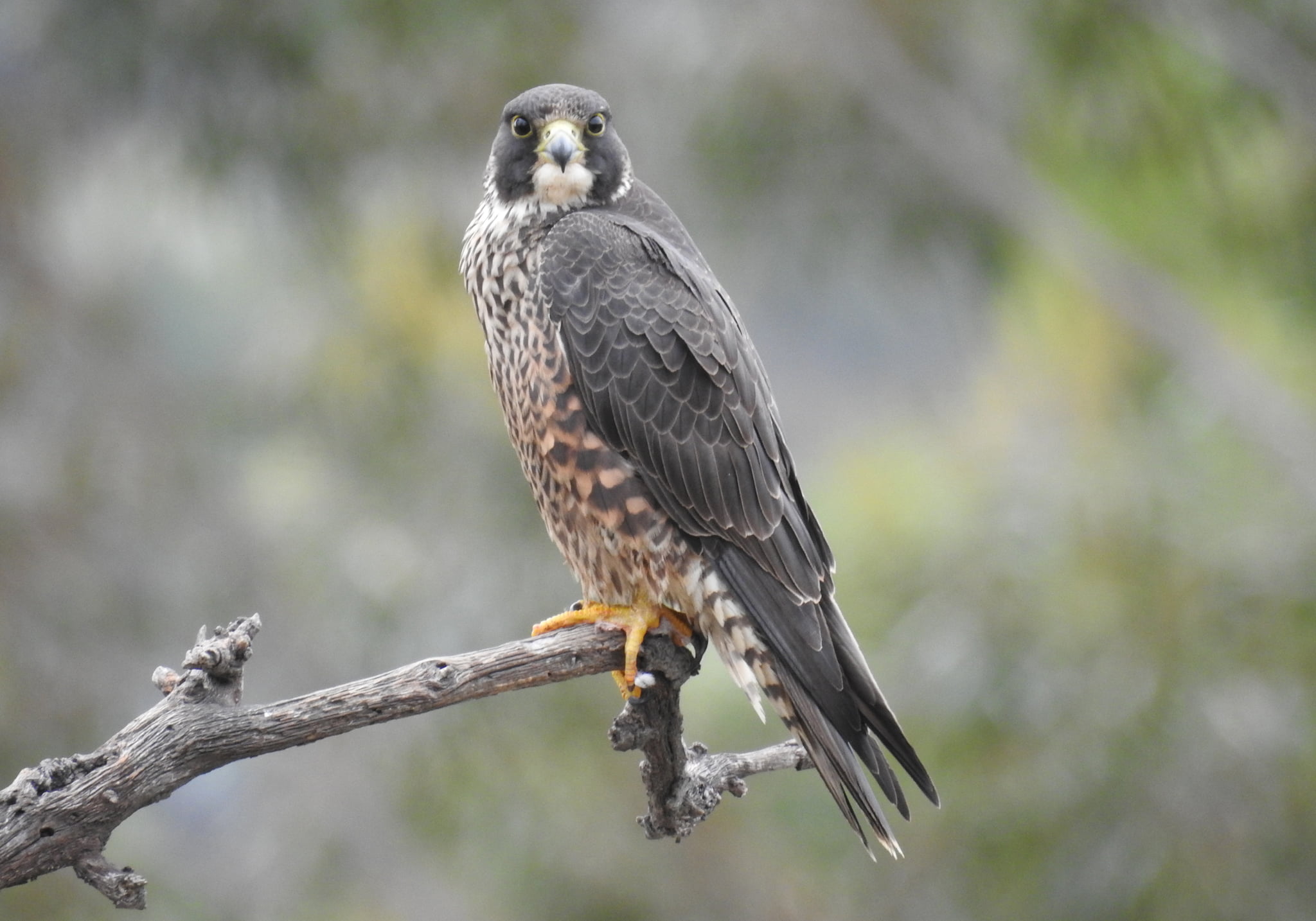 Peregrine Falcon (Falco peregrinus) - Bali Wildlife
