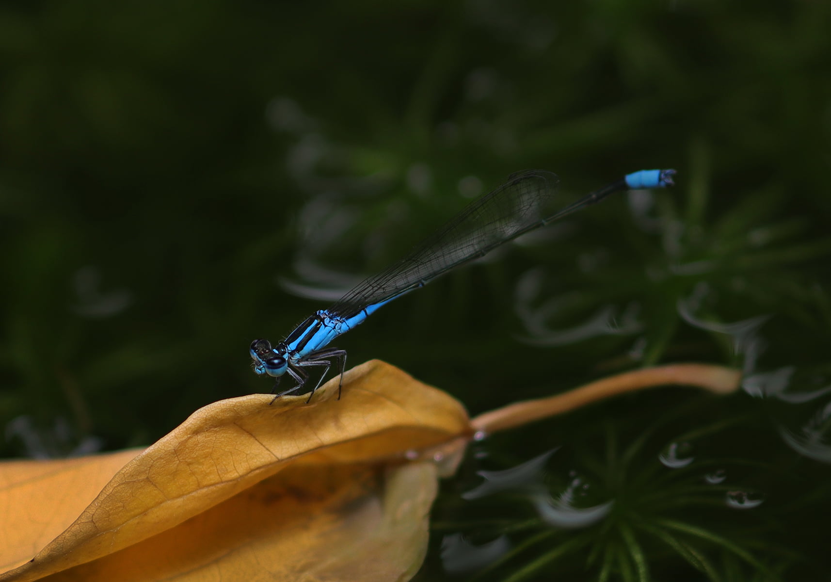 Narrow-winged Damselflies (Xiphiagrion cyanomelas) - Bali Wildlife