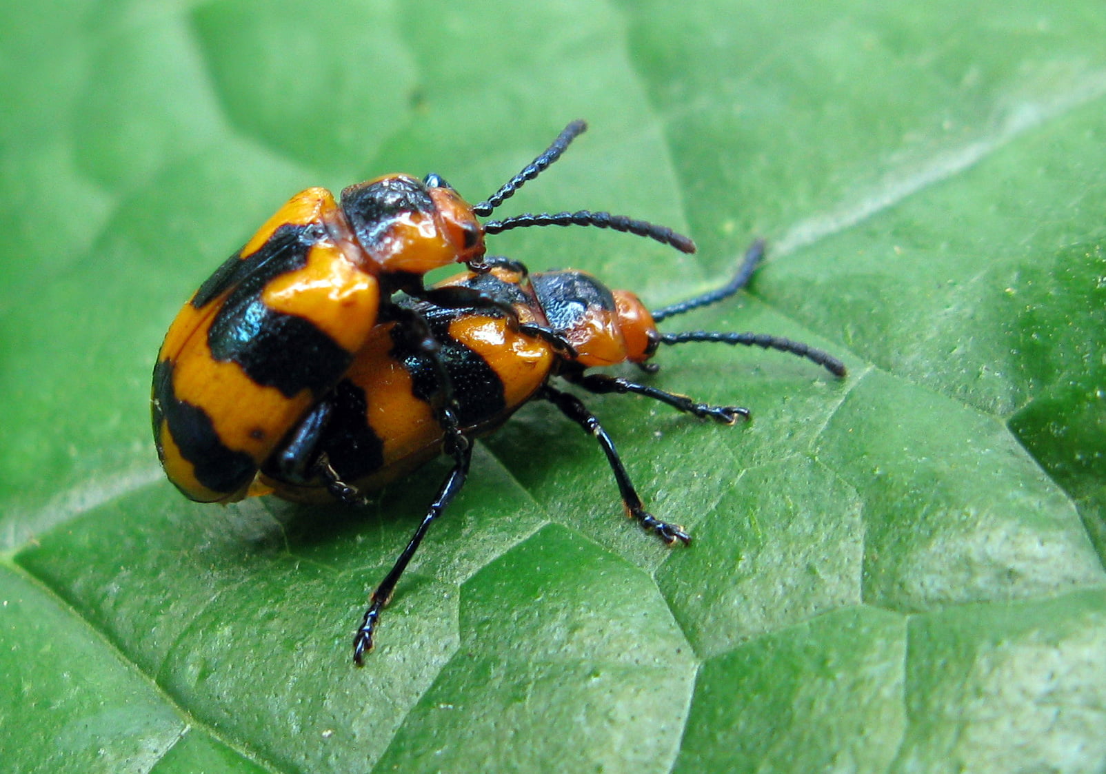 Leaf Beetle (Phyllocharis undulata) - Bali Wildlife