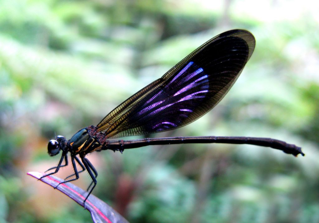 Sundanese Gossamerwing (Euphaea variegata) - Bali Wildlife