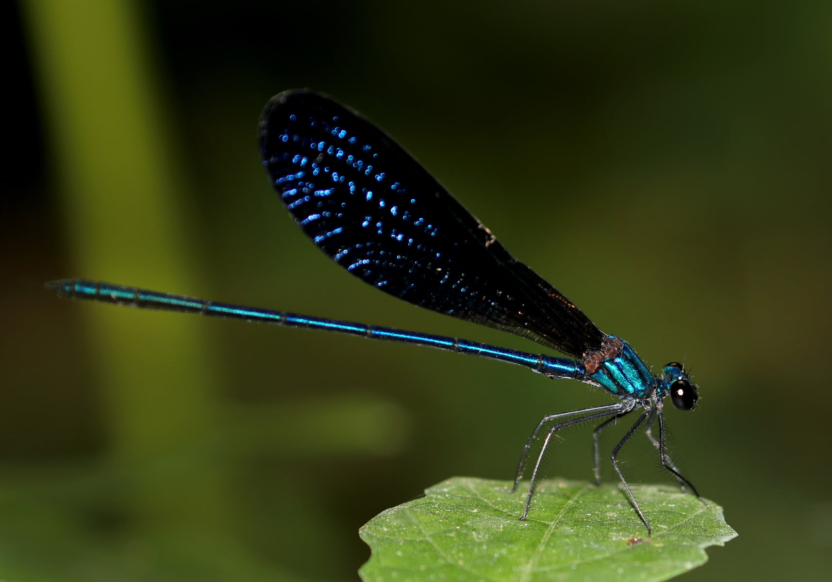 Nila Flashwing (Vestalis luctuosa) - Bali Wildlife