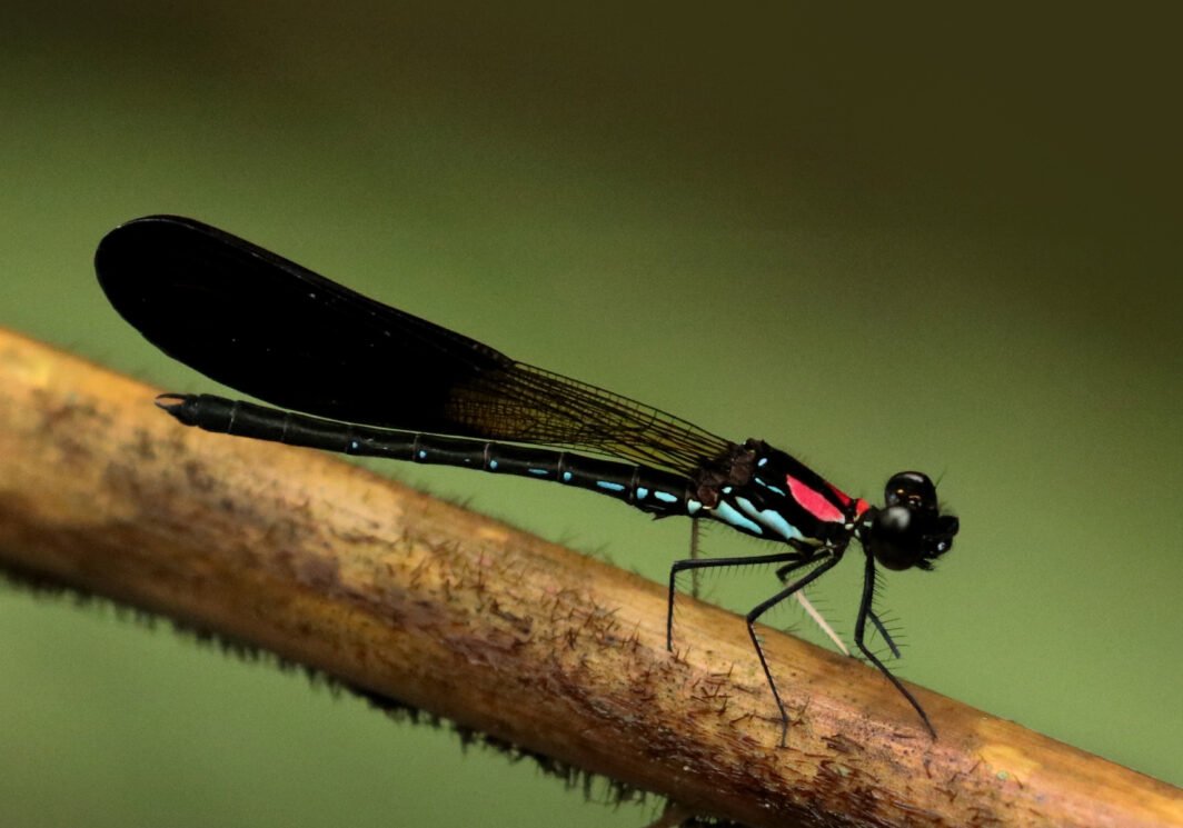 Pink Jewel Dragonfly (Heliocypha fenestrata) - Bali Wildlife
