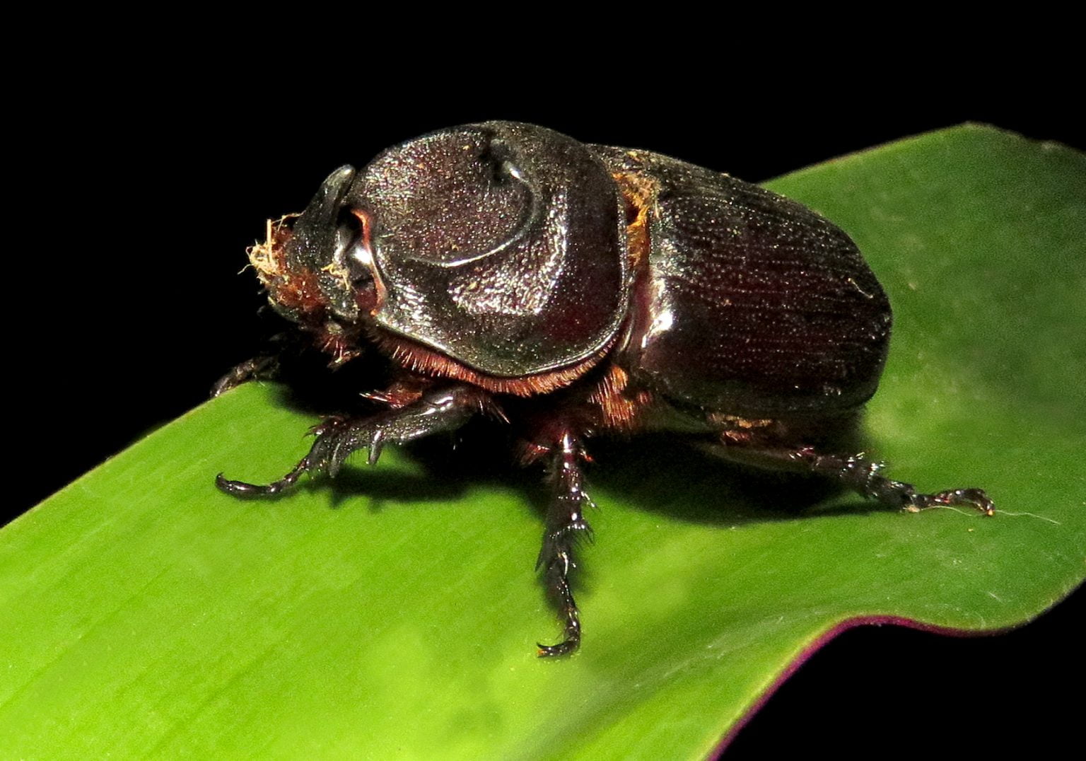Coconut Rhinoceros Beetle (Oryctes rhinoceros) - Bali Wildlife