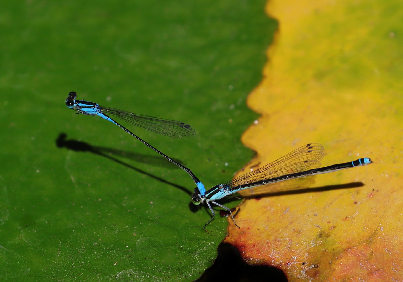 Narrow-winged Damselflies (Xiphiagrion cyanomelas) - Bali Wildlife