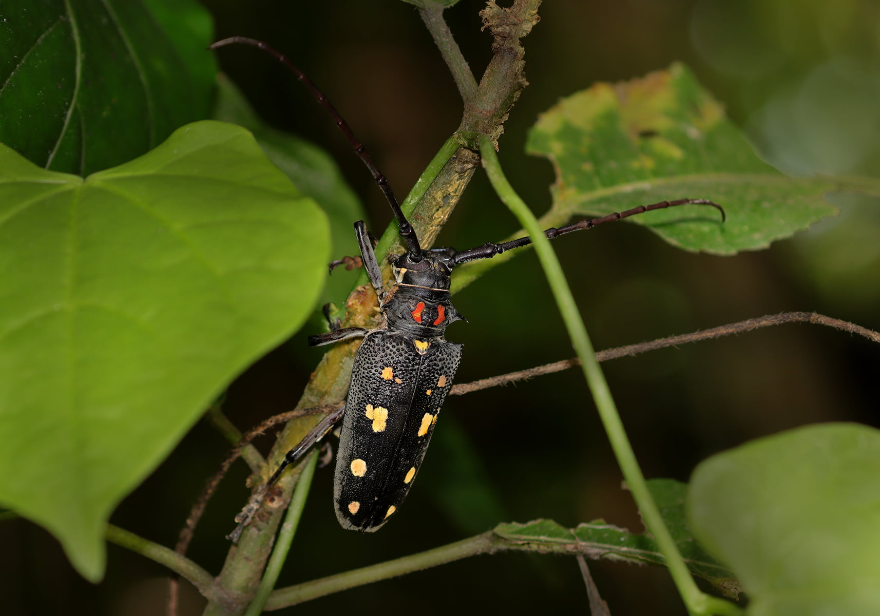 Mango Longhorn Beetle (Batocera rubus) - Bali Wildlife