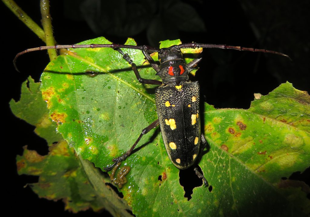 Mango Longhorn Beetle (Batocera rubus) - Bali Wildlife