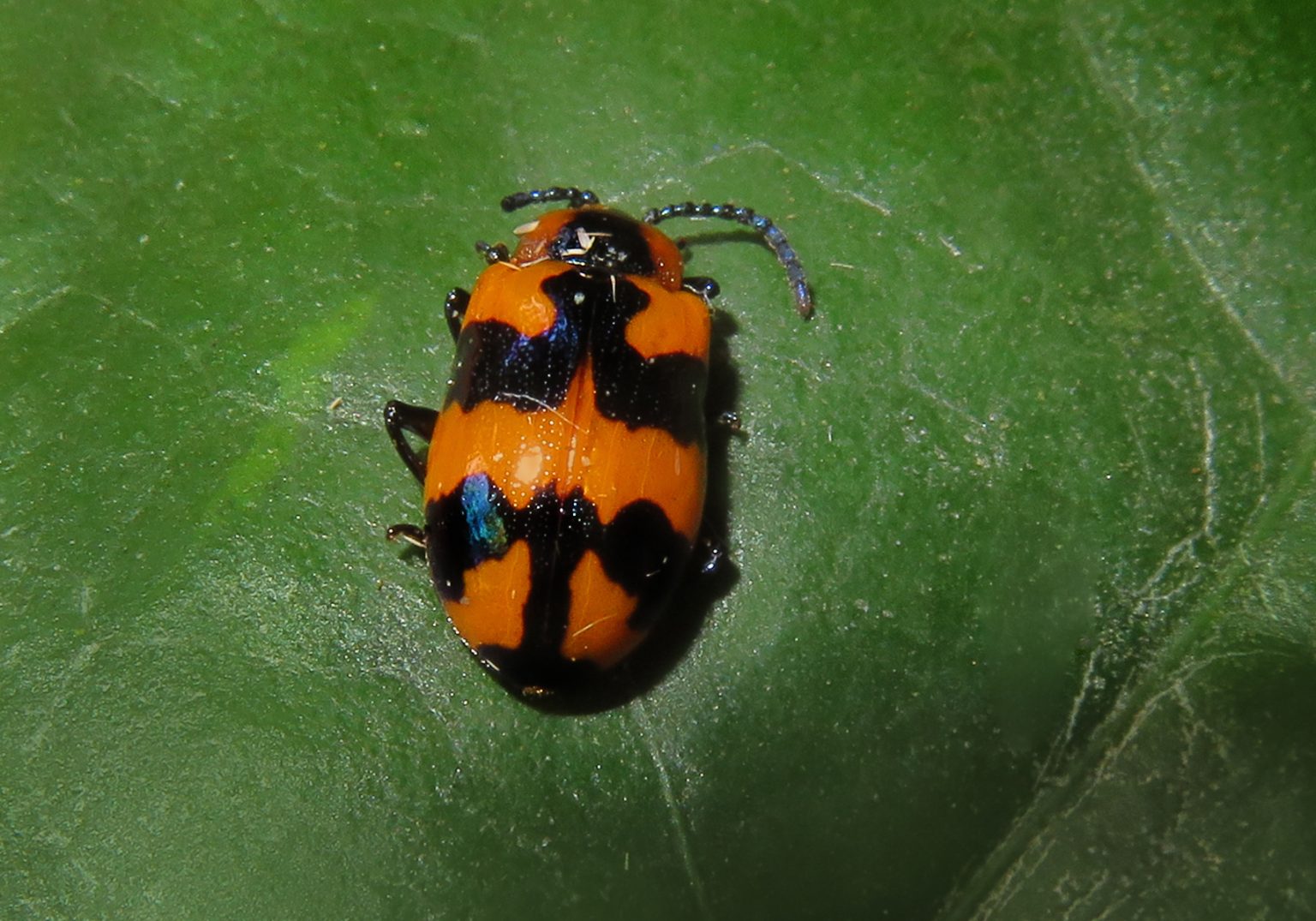 Leaf Beetle (Phyllocharis undulata) - Bali Wildlife