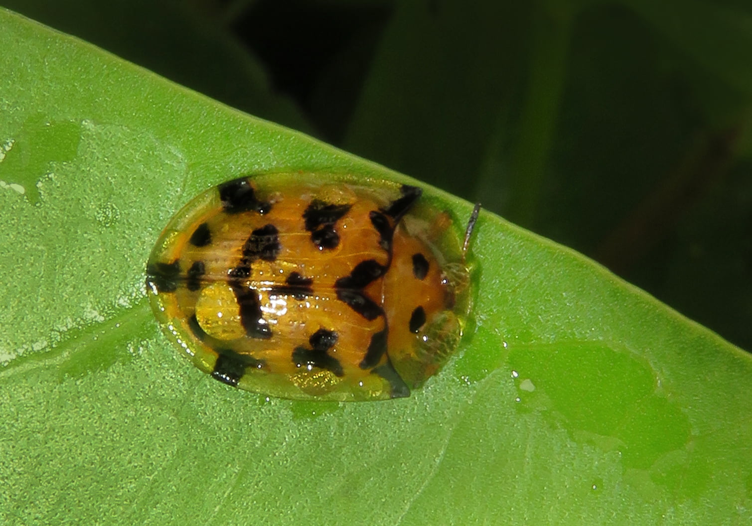 Tortoise Beetle (Aspidimorpha deusta) - Bali Wildlife