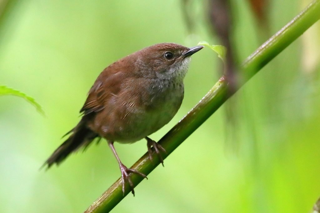 Javan Bush Warbler (Locustella montis) - Bali Wildlife
