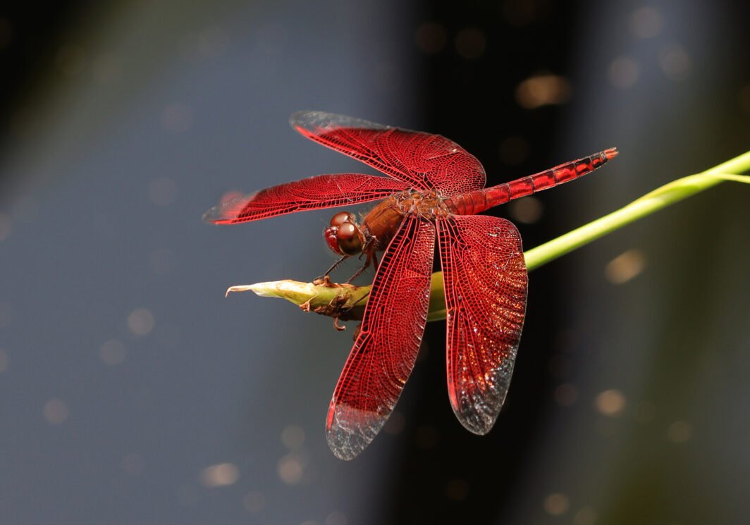 Red Percher (Neurothemis ramburii) - Bali Wildlife