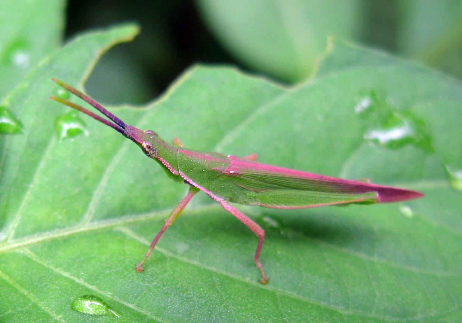 Oriental Longheaded Locust (Acrida cinerea) - Bali Wildlife