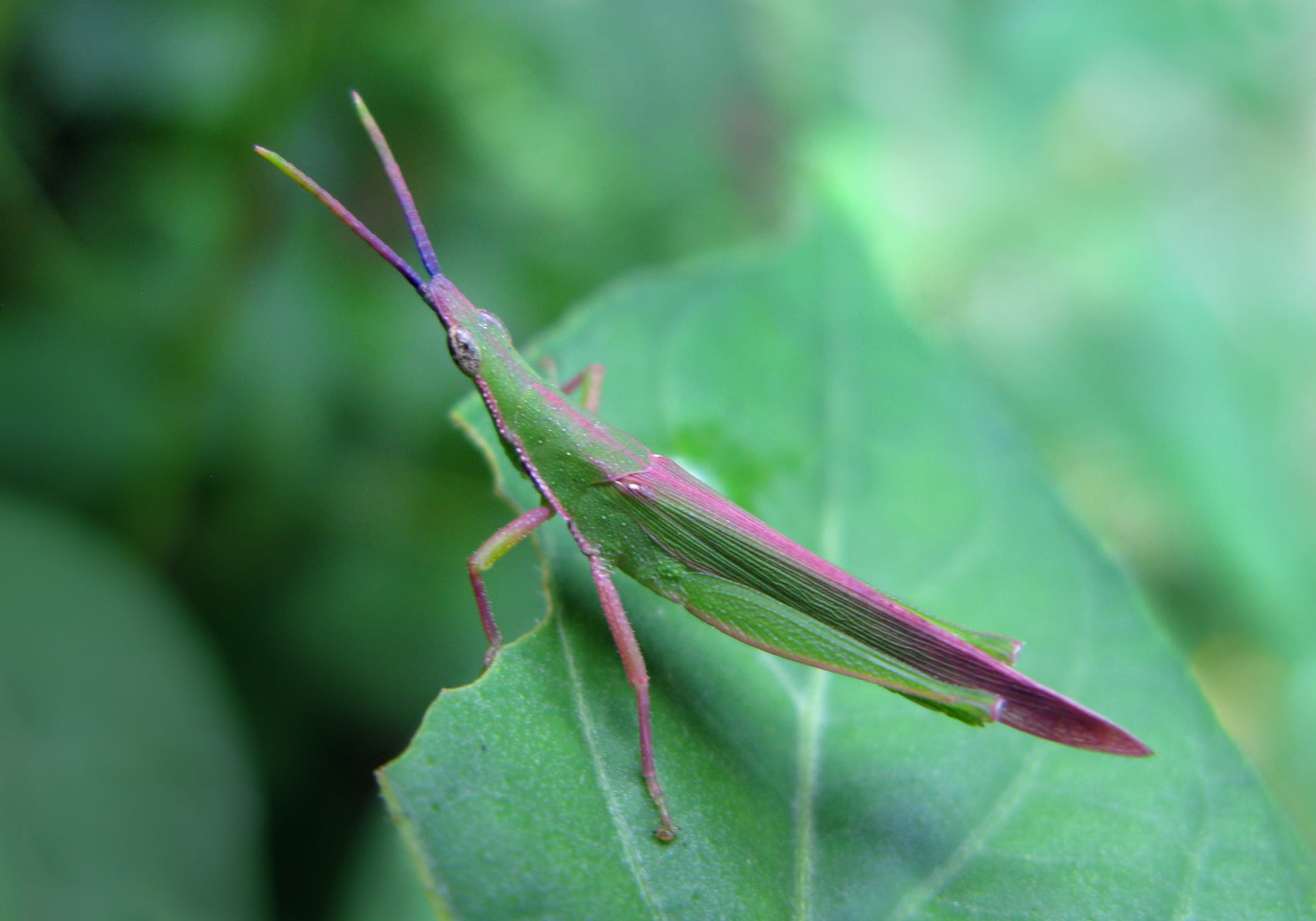 Oriental Longheaded Locust (Acrida cinerea) - Bali Wildlife