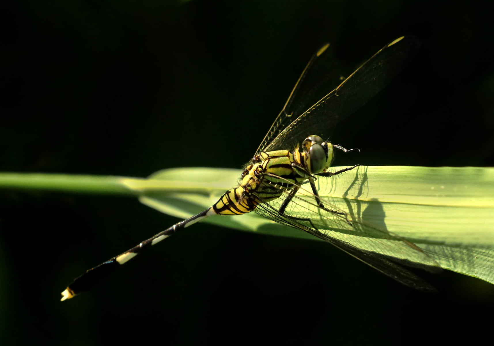 Capung Sambar Hijau (Orthetrum sabina) - Bali Wildlife