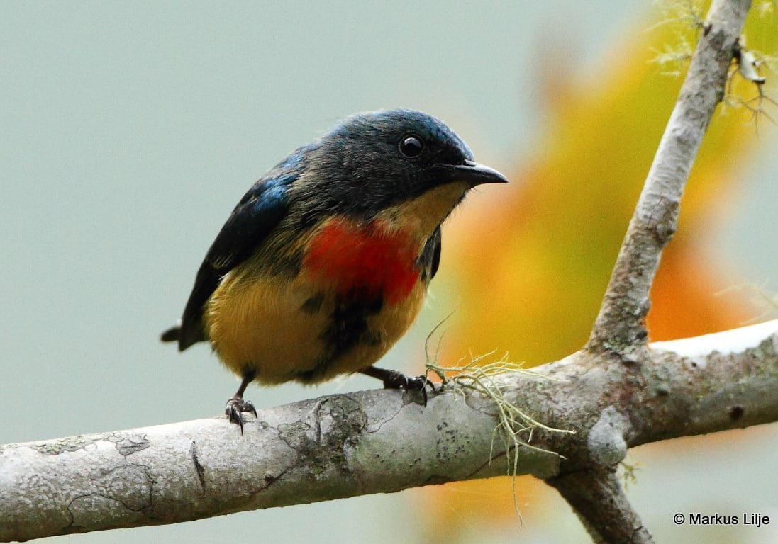 Burung Cabe Gunung (Dicaeum ignipectus) - Bali Wildlife