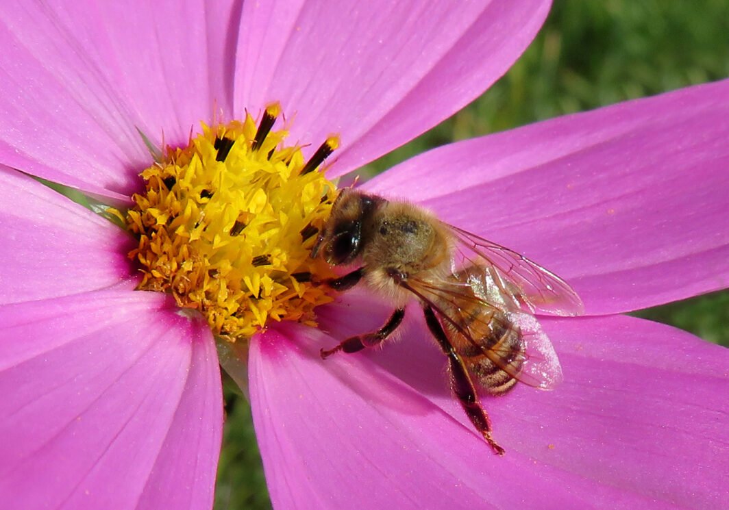 Asian Honey Bee (Apis cerana) - Bali Wildlife