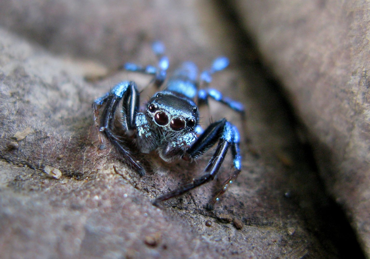 Metallic Blue Jumper (Thiania bhamoensis) - Bali Wildlife