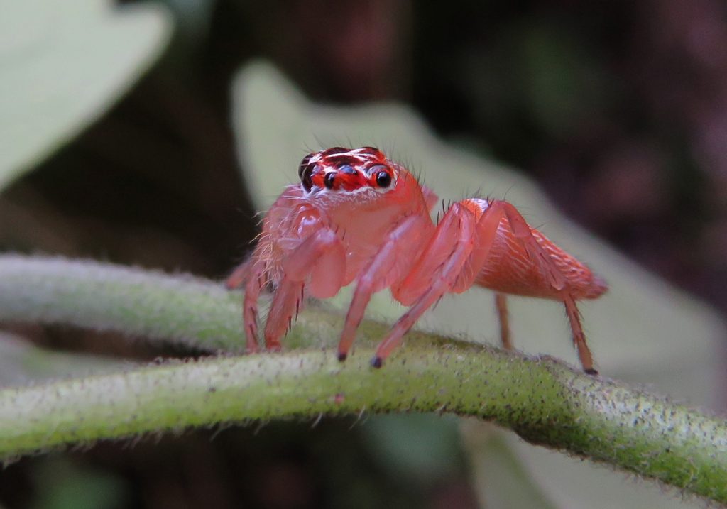Jumping Spiders (Artabrus erythrocephalus) - Bali Wildlife