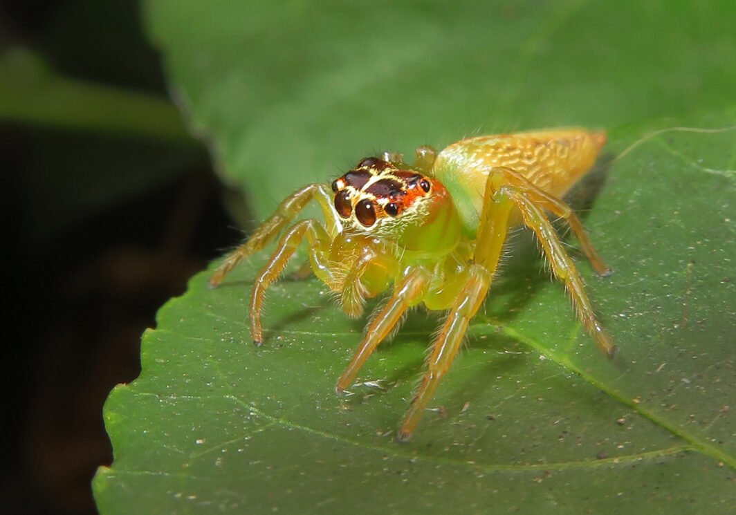 Jumping Spiders (Artabrus erythrocephalus) - Bali Wildlife