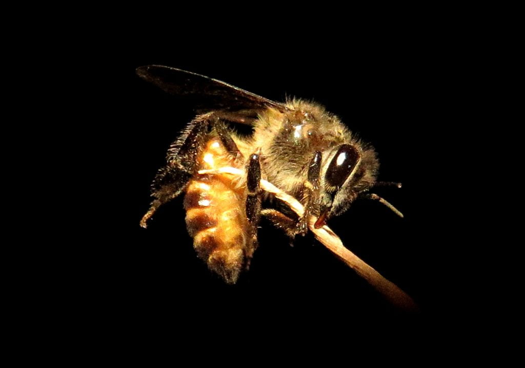 Giant Honey Bee (Apis dorsata) - Bali Wildlife