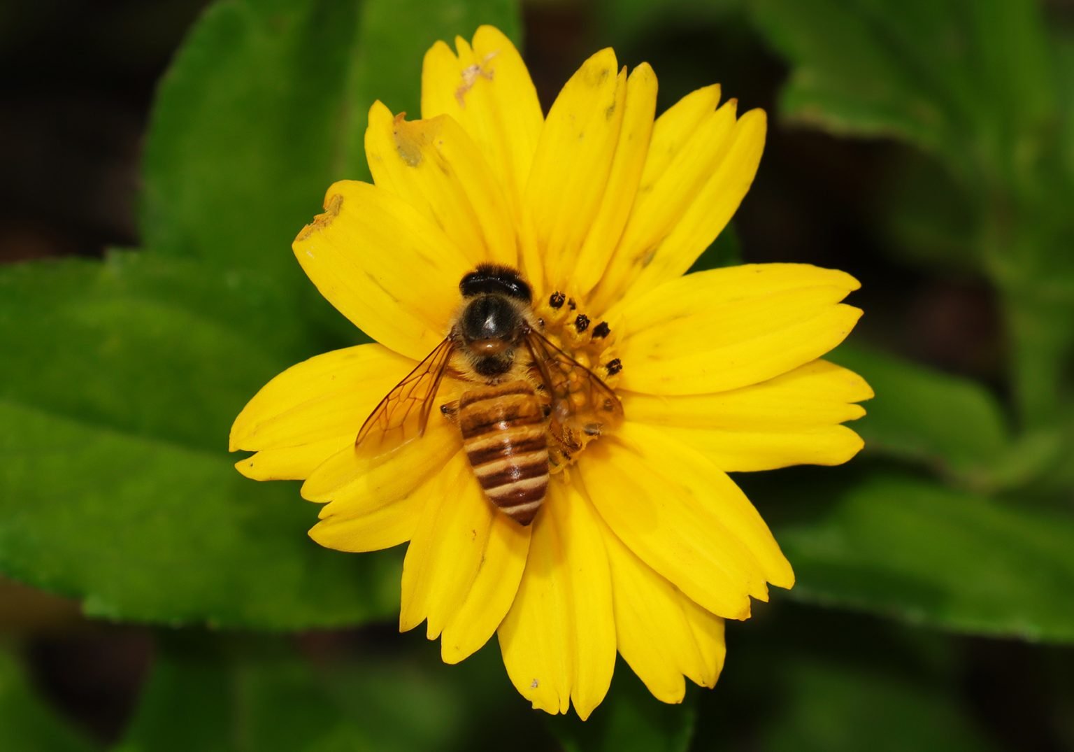 Asian Honey Bee (Apis cerana) - Bali Wildlife