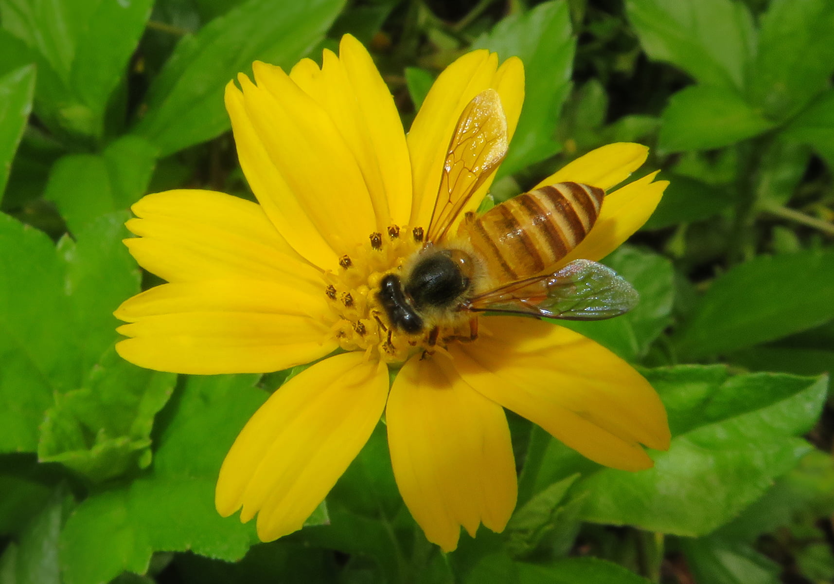 Asian Honey Bee (Apis cerana) - Bali Wildlife